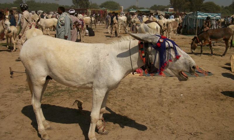 Badin hosts Pakistan's largest donkey festival - Pakistan - DAWN.COM