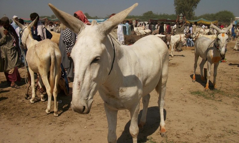 Badin hosts Pakistan's largest donkey festival - Pakistan - DAWN.COM