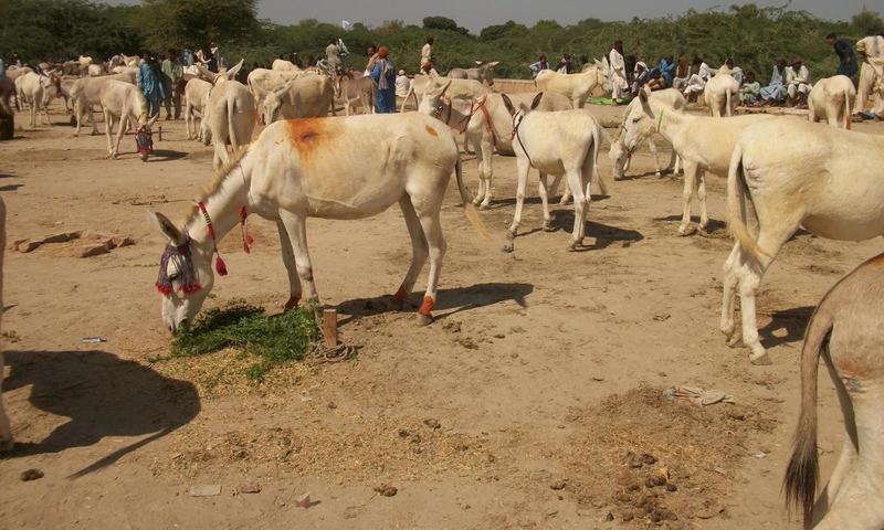 Badin hosts Pakistan's largest donkey festival - Pakistan - DAWN.COM