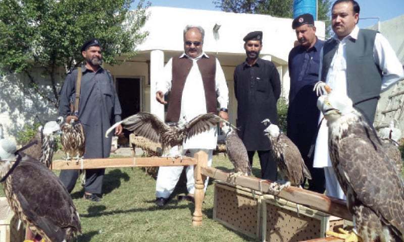 Smuggling of falcons foiled - Newspaper - DAWN.COM