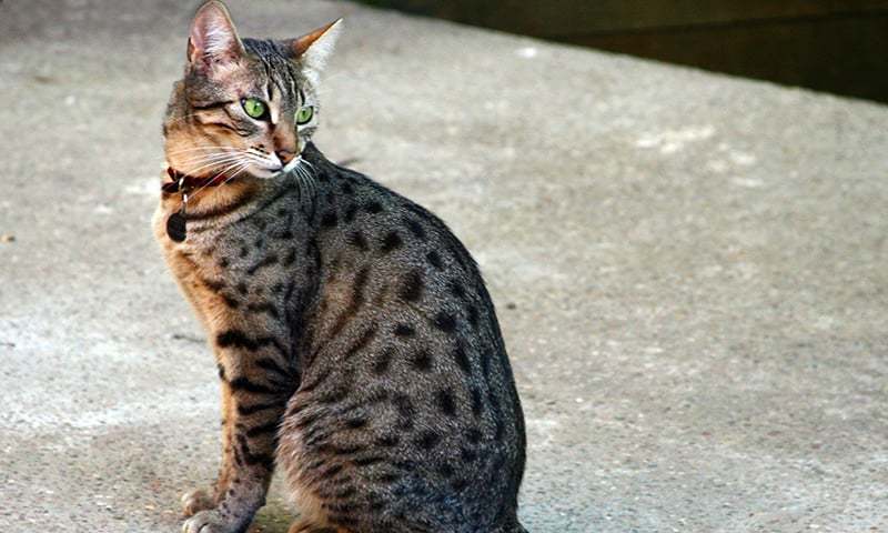 Stray cat at Cairo airport irks authorities - World - DAWN.COM