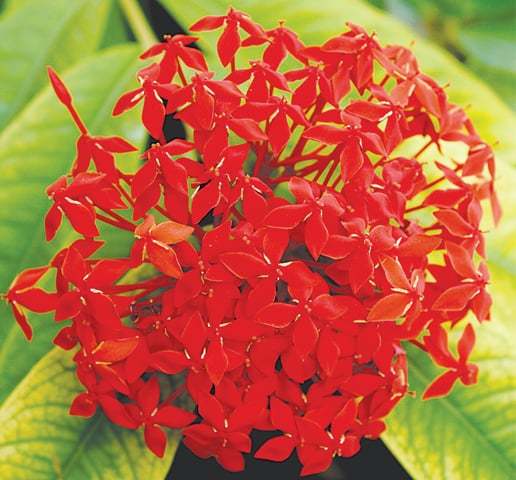 Of roof gardens and fruit trees - Newspaper - DAWN.COM