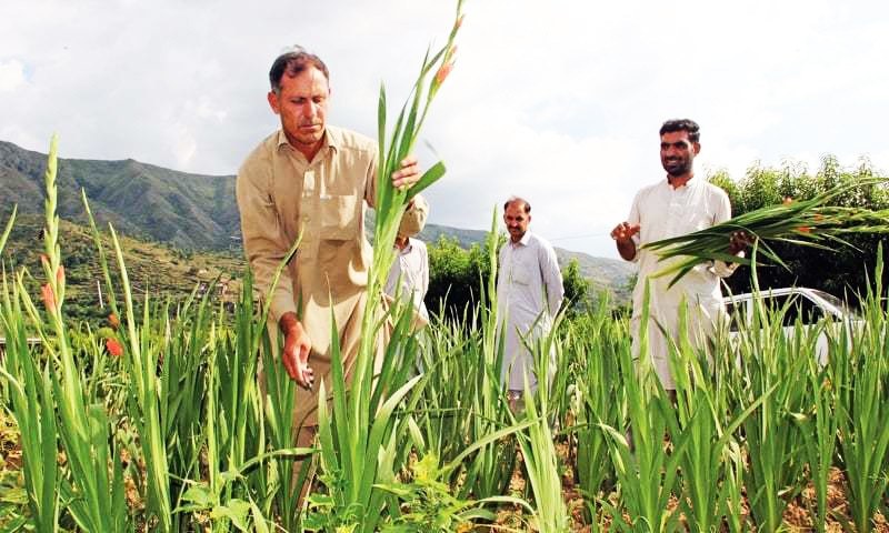 KP seeks share in Kissan Package in proportion to NFC award - Pakistan ...