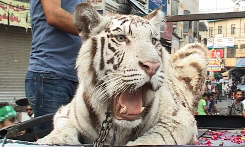 Tigers in election campaign: LG secy, wildlife dept directed to ...