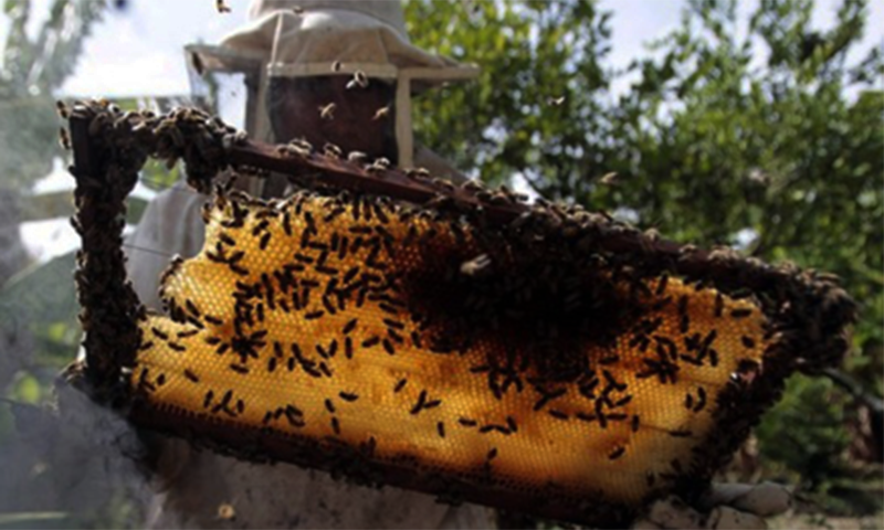 Pakistan is losing its honey bees to climate change - Pakistan - DAWN.COM