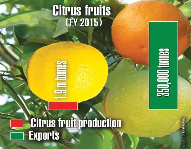 Outlook for export of citrus fruits - Business - DAWN.COM