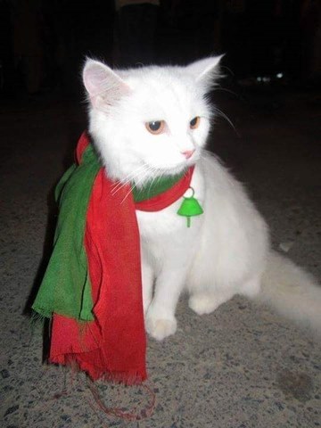 Police under pressure to recover kidnapped 'PTI cat' - Pakistan - DAWN.COM
