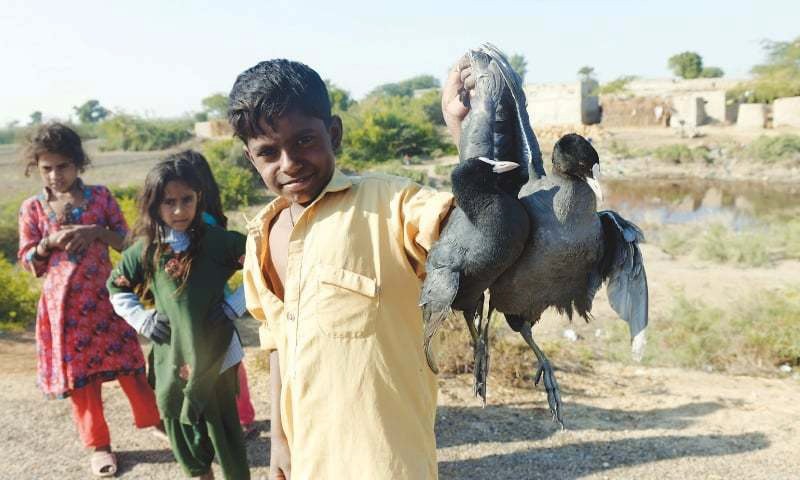 How bird hunters turned to wildlife conservation - Pakistan - DAWN.COM