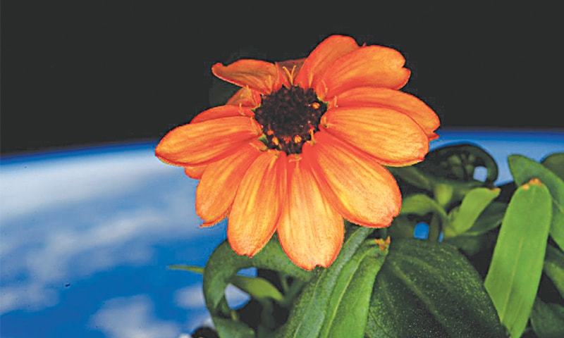 First flower blooms on International Space Station - Newspaper - DAWN.COM