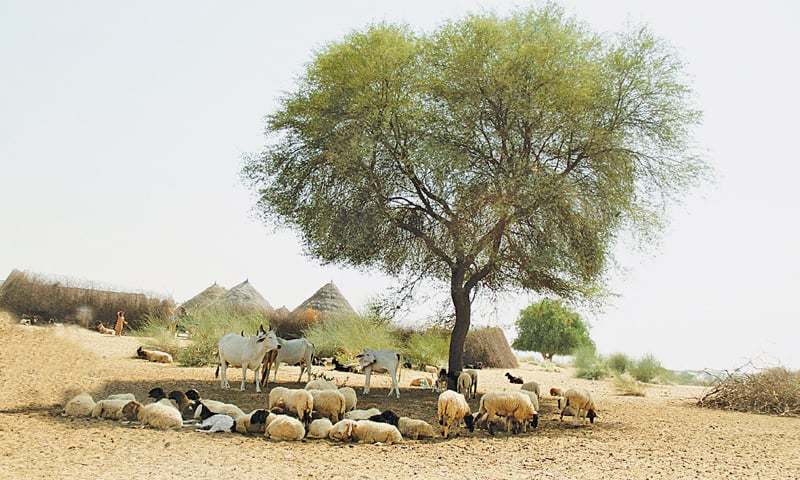 Sindh Agriculture Growth Project on back burner - Business - DAWN.COM