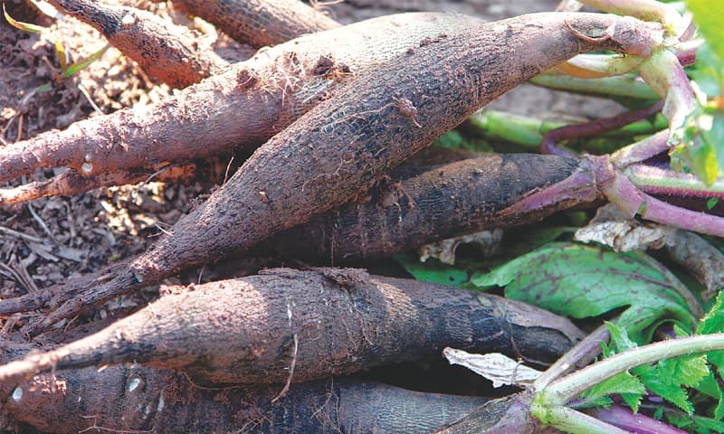 The root of the matter - Newspaper - DAWN.COM