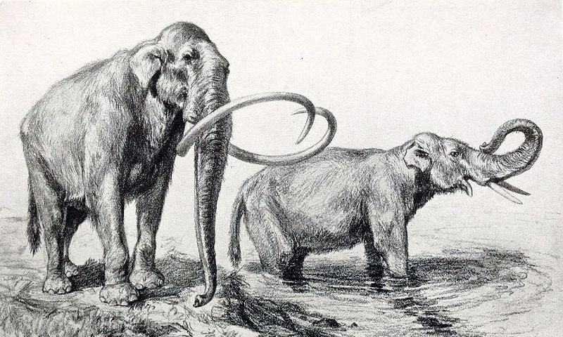 Three million-year-old fossilised tusks found in Jhelum - Pakistan ...