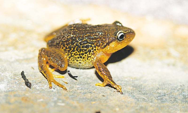 Frog with yellow eyebrows discovered in Colombia - Newspaper - DAWN.COM