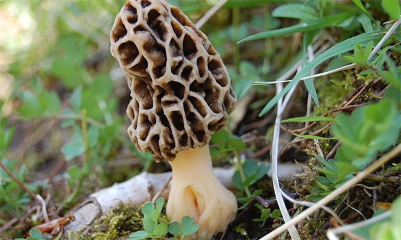 Love morel mushrooms in your food? They are fast disappearing from ...