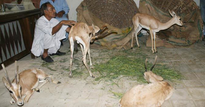 Lal Sohanra’s deer population on the rise - Pakistan - DAWN.COM