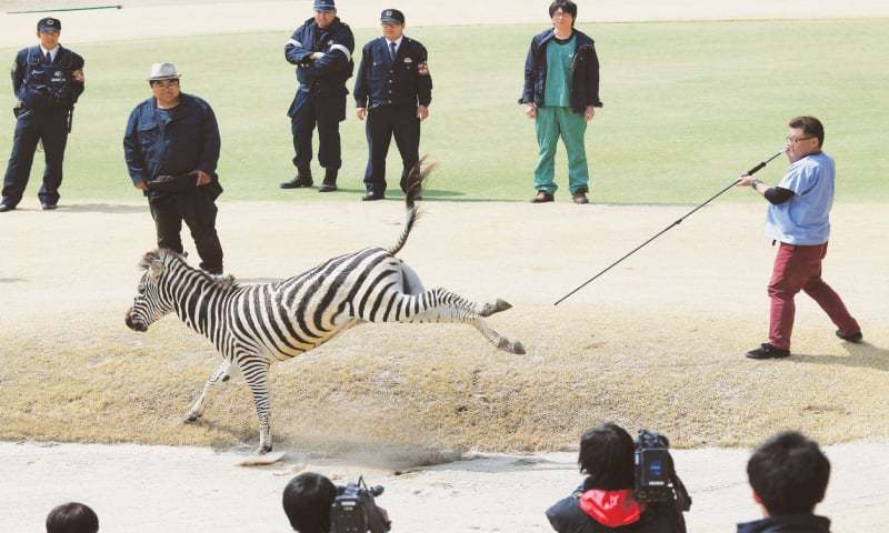 Runaway zebra dies after police chase in Japan - World - DAWN.COM