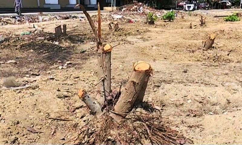 Case registered against Karachi company for chopping 70 trees ...