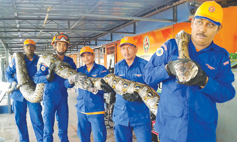 Giant python found on Malaysian building site - World - DAWN.COM