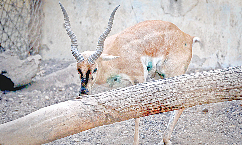 Injured black bucks add to zoo deaths mystery - Newspaper - DAWN.COM
