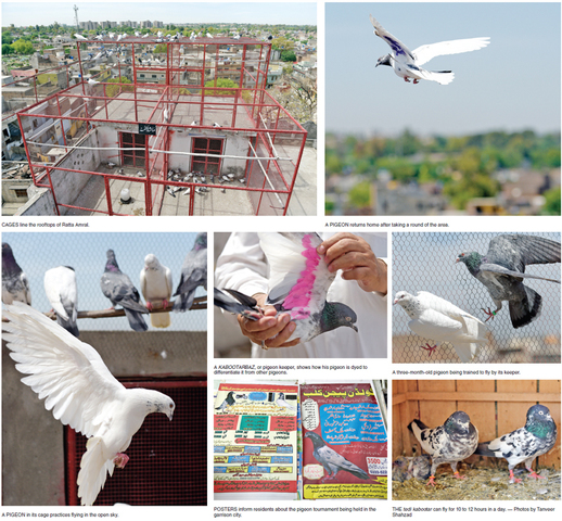 ‘Pigeon-keeping has morphed into an industry’ - Newspaper - DAWN.COM