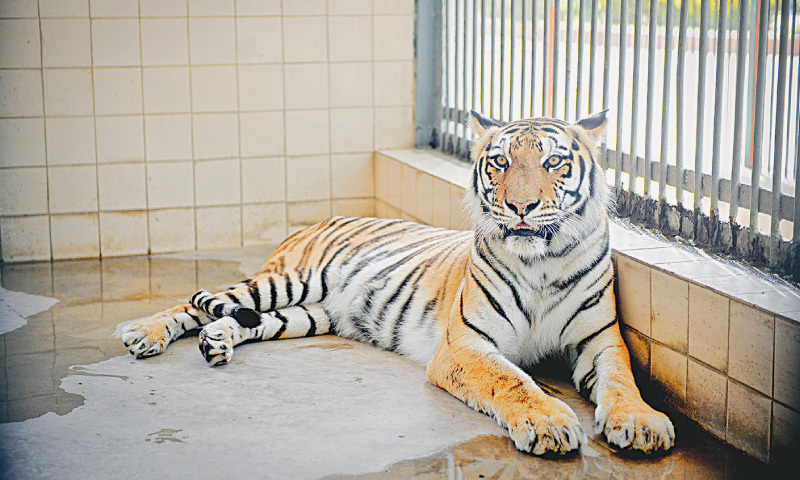 Another Bengal tiger dies in Karachi zoo - Pakistan - DAWN.COM