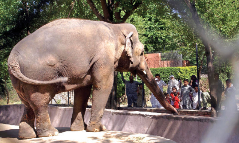 Upgradation of Marghazar Zoo on the cards - Newspaper - DAWN.COM