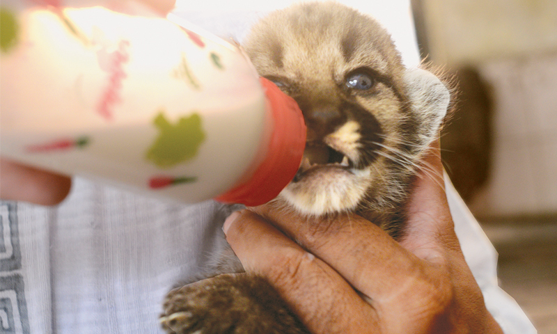Puma cub dies from malnutrition at zoo - Newspaper - DAWN.COM