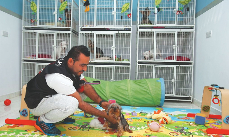 From pariahs to pets: dogs find a home in Oman - World - DAWN.COM
