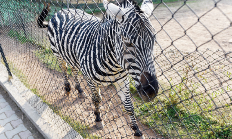 Zebra dies at Marghazar Zoo - Newspaper - DAWN.COM