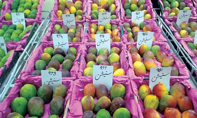 Annual mango show kicks off - Newspaper - DAWN.COM