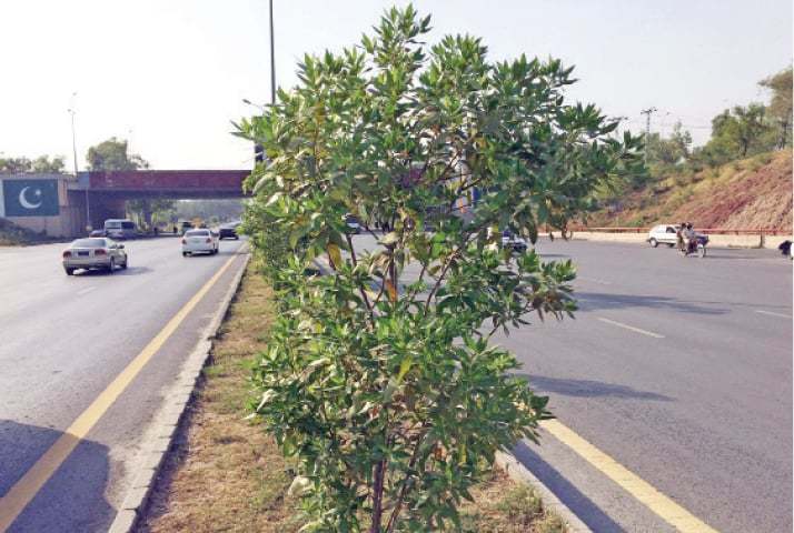 ‘Plantation of alien tree species will destroy capital’s ecosystem ...