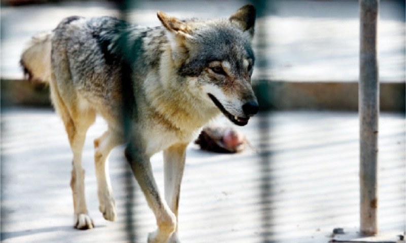 Marghazar Zoo loses a wolf now - Pakistan - DAWN.COM