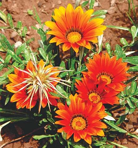 Putting the matka to another use - Newspaper - DAWN.COM