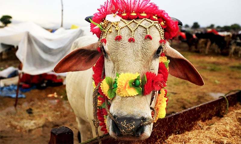 Pakistani startup Cowlar wins Rs1m prize money in competition ...