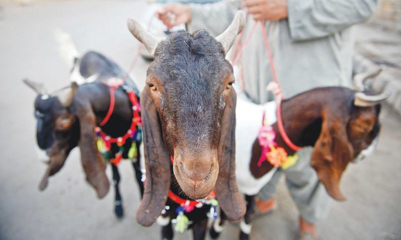Everything to do with Bakra Eid - Newspaper - DAWN.COM