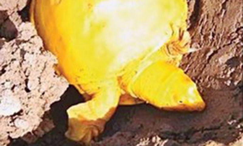 Yellow turtle found in Badin village - Pakistan - DAWN.COM