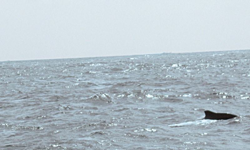Pod of humpback whales sighted off Karachi coast - Pakistan - DAWN.COM
