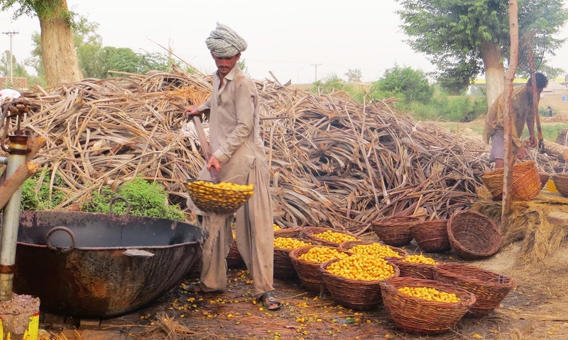 In pictures: How a Khairpur date is born and sold - DAWN.COM