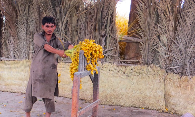 In pictures: How a Khairpur date is born and sold - DAWN.COM