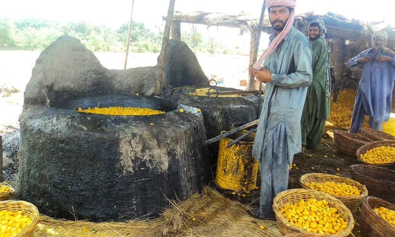 In pictures: How a Khairpur date is born and sold - DAWN.COM