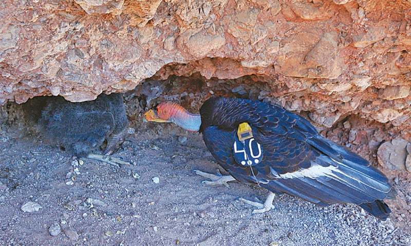 First condor chick born in wild flies from nest - World - DAWN.COM