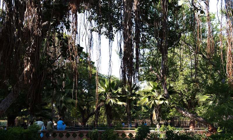 Karachi's greenery faces new challenges - Iris - Herald