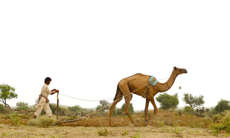 Unbelievable pictures of Thar desert after the rain - DAWN.COM