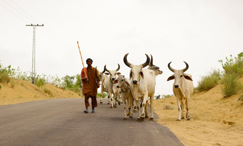 Unbelievable pictures of Thar desert after the rain - DAWN.COM