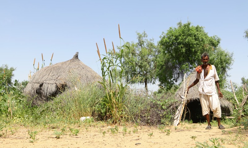 Unbelievable pictures of Thar desert after the rain - DAWN.COM