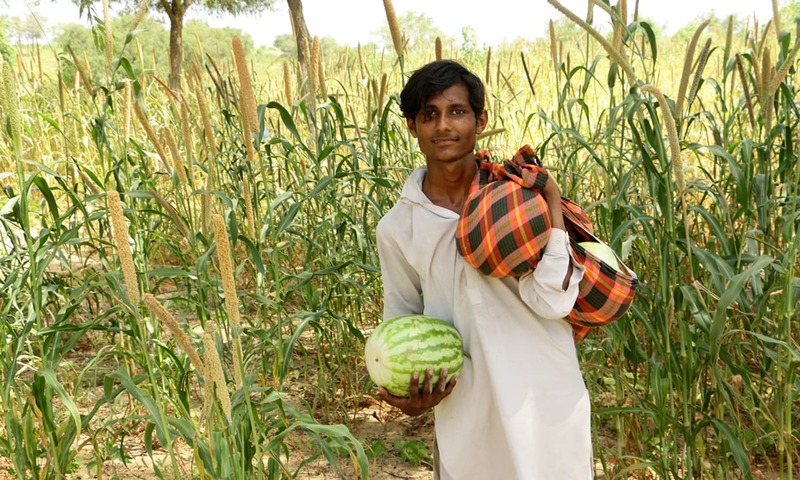 Unbelievable pictures of Thar desert after the rain - DAWN.COM