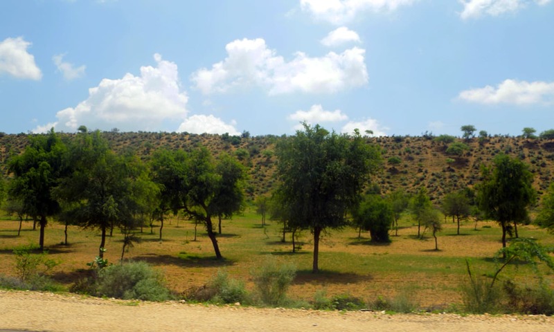 Unbelievable pictures of Thar desert after the rain - DAWN.COM