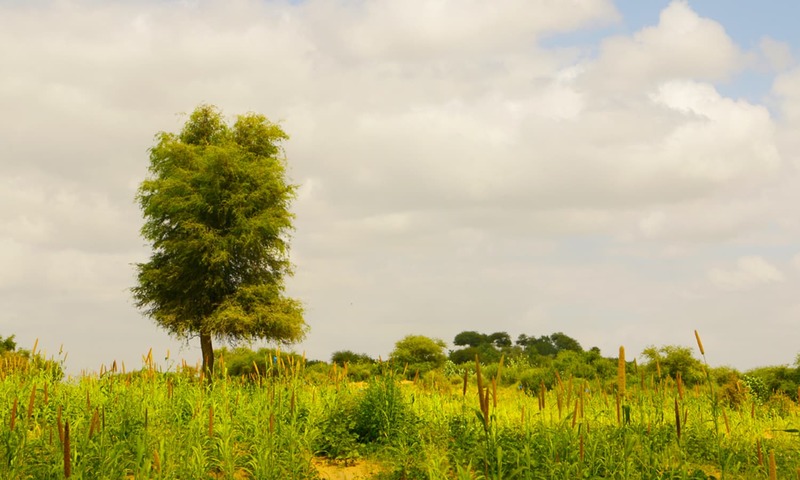 Unbelievable pictures of Thar desert after the rain - DAWN.COM