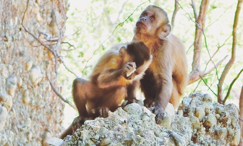 Capuchin Attacks