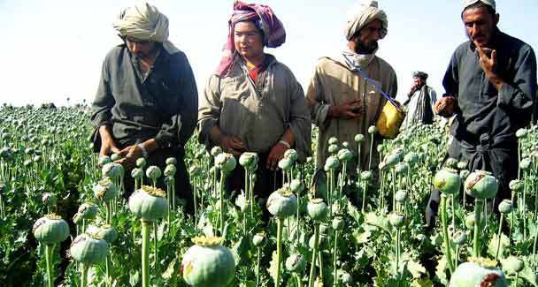 Opium cultivation on the rise in Afghanistan - World - DAWN.COM